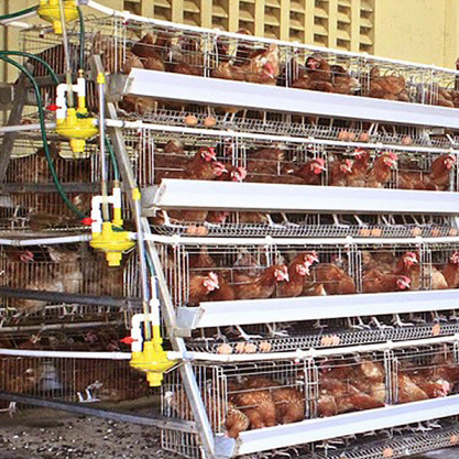 China A Type Layer Chicken Cage factory and suppliers | Motong