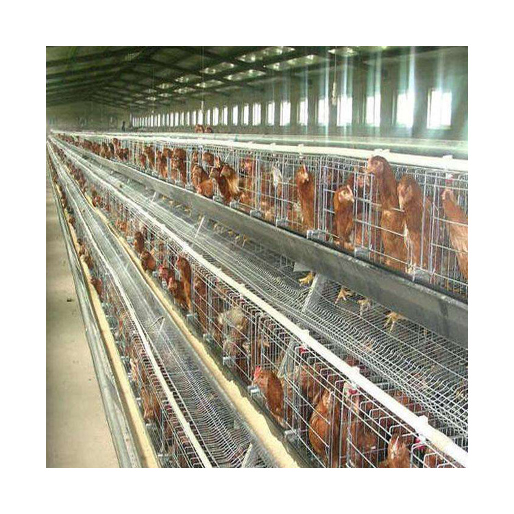 China chicken cages automatic system chicken cage for layers poultry ...