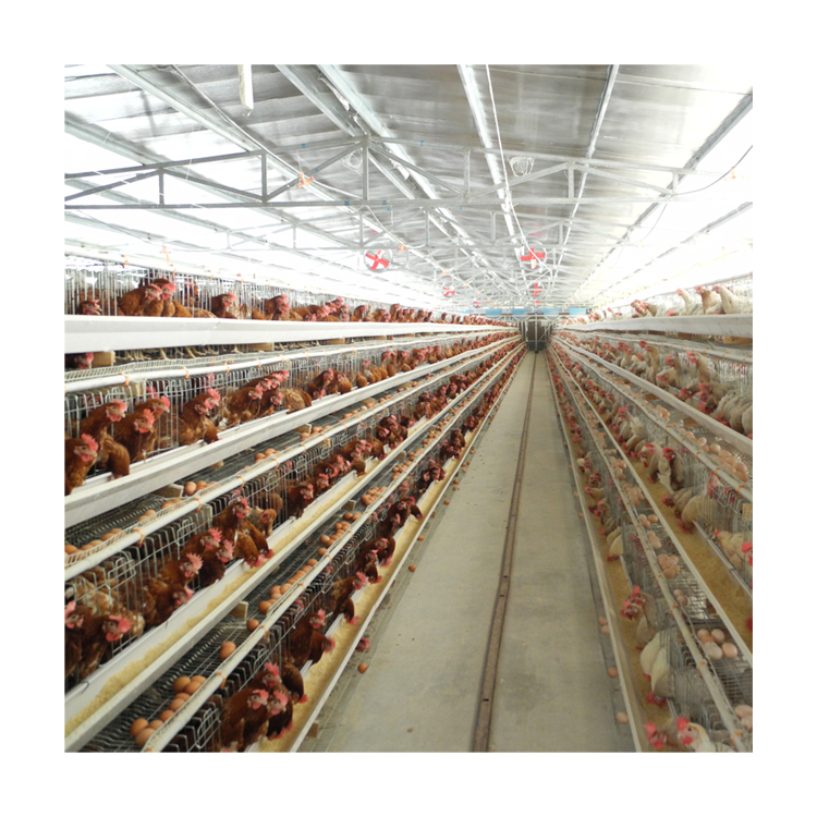 China Fully automatic H type hot galvanized layer chicken cages for ...