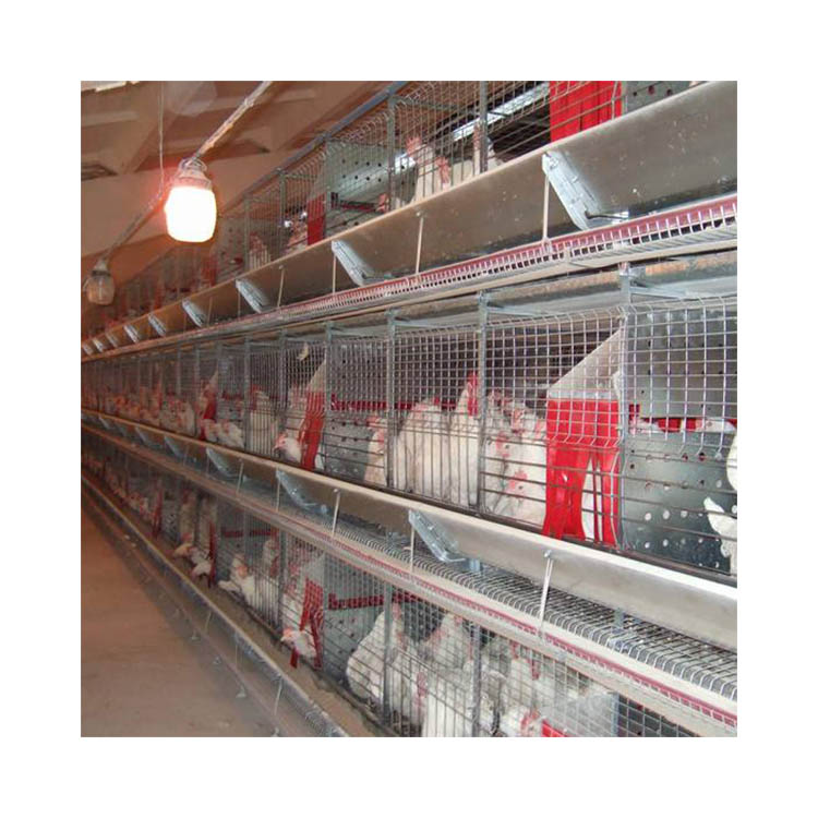 China Galvanized Wire Mesh Automatic Chicken Layer Cage Poultry Farm ...