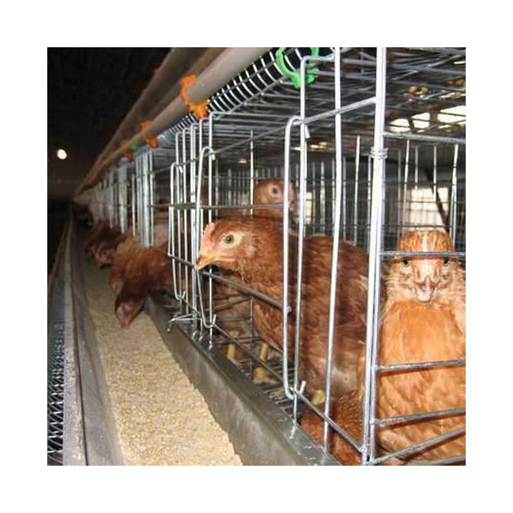 China Fully Automatic Multi Tiers H Type Layer Chicken Cages Hot ...